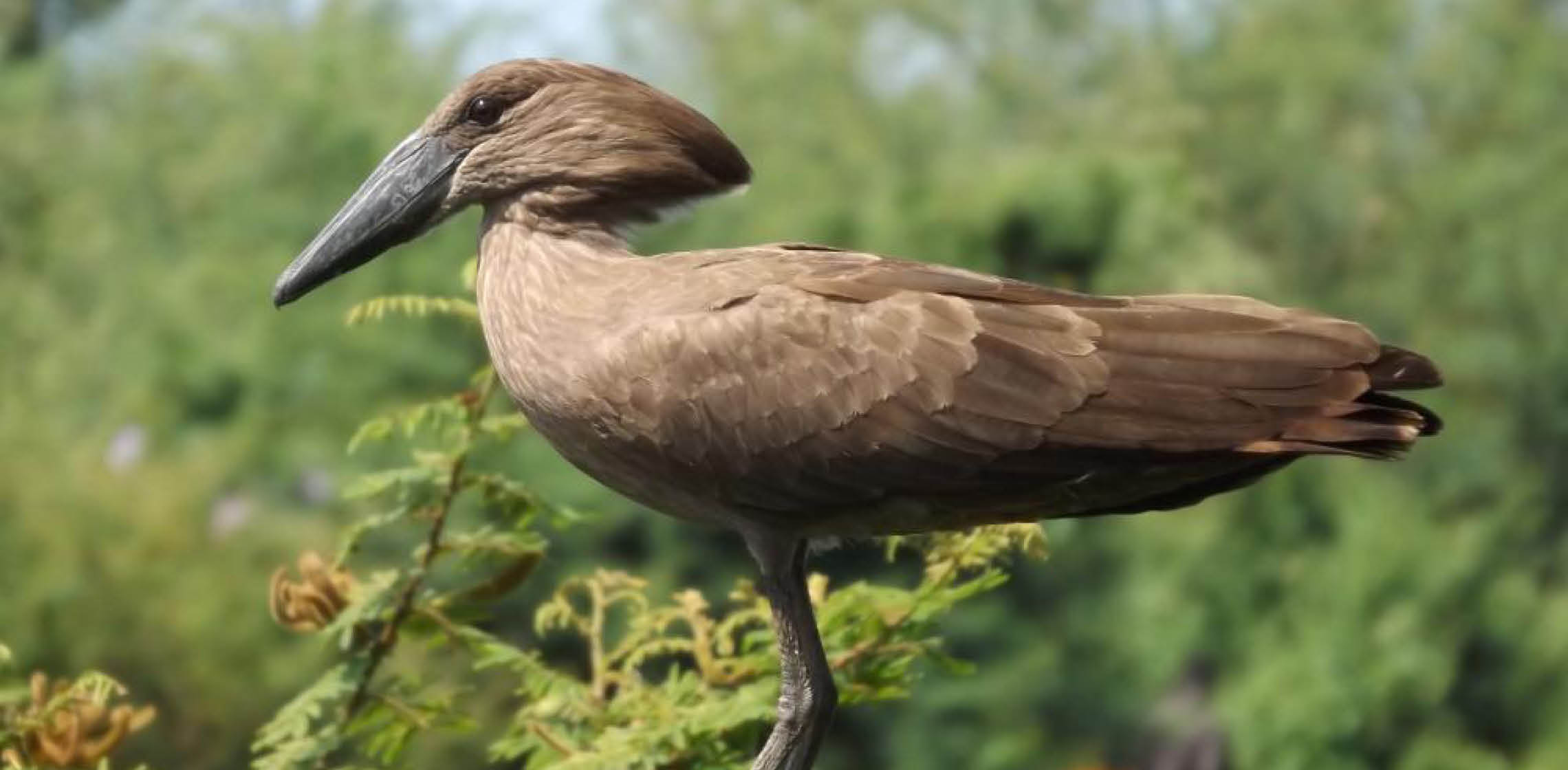 Oakland Zoo | Hamerkop
