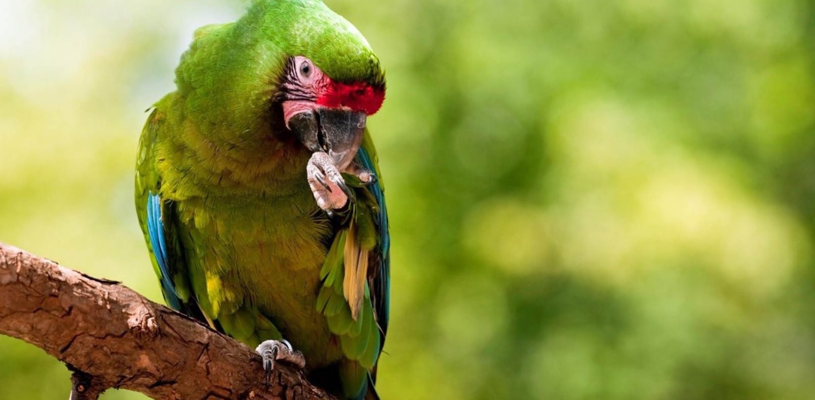 Oakland Zoo | Military Macaw