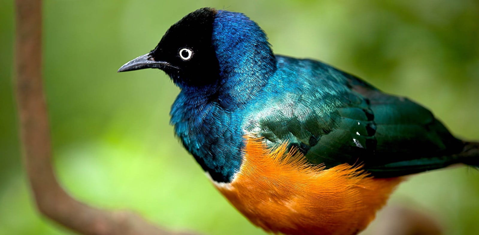 Oakland Zoo | Superb Starling