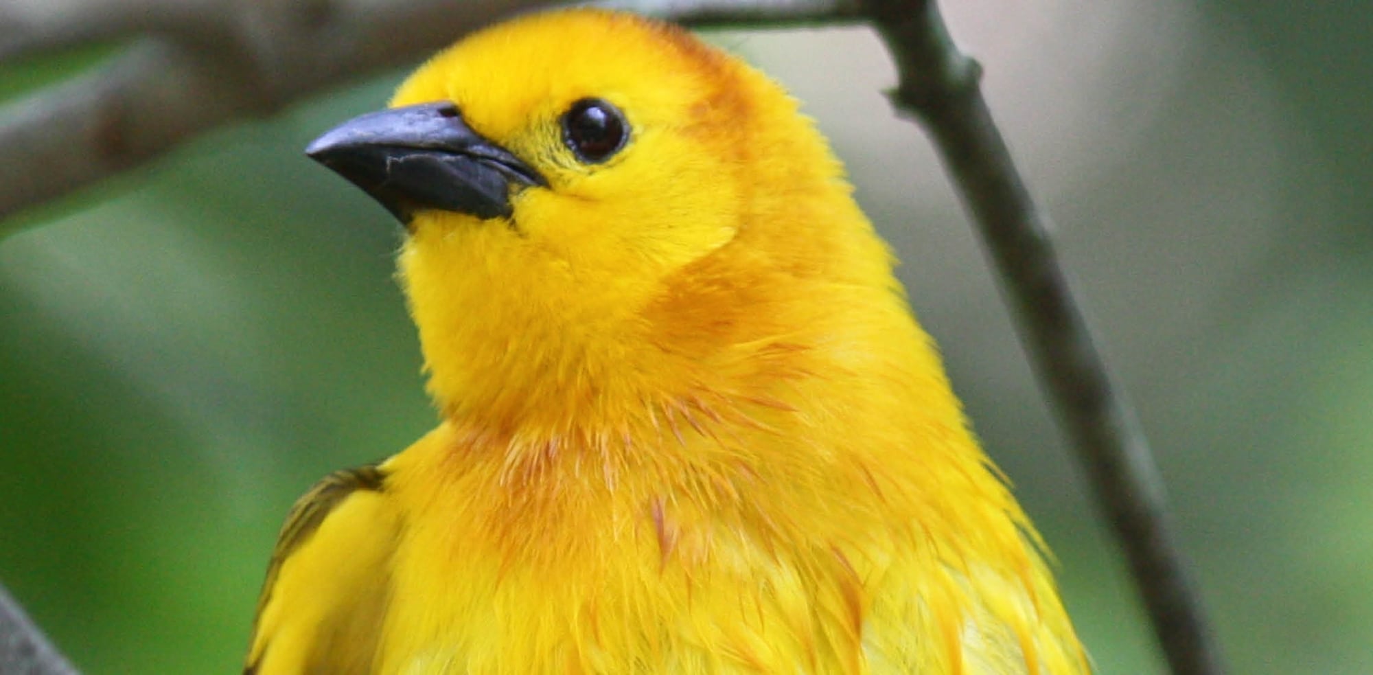 Oakland Zoo | Taveta Golden Weaver