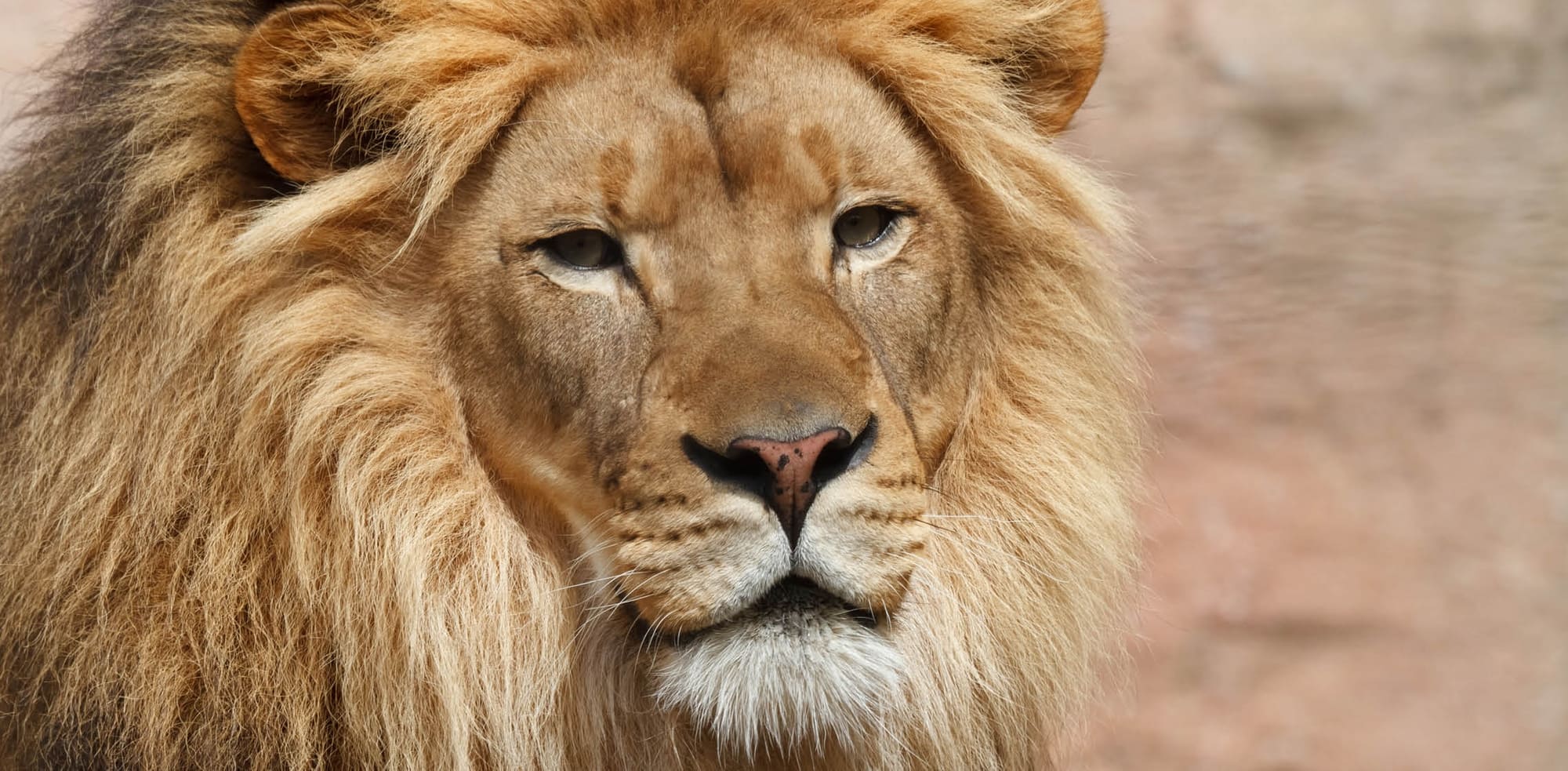 Oakland Zoo | African Lion