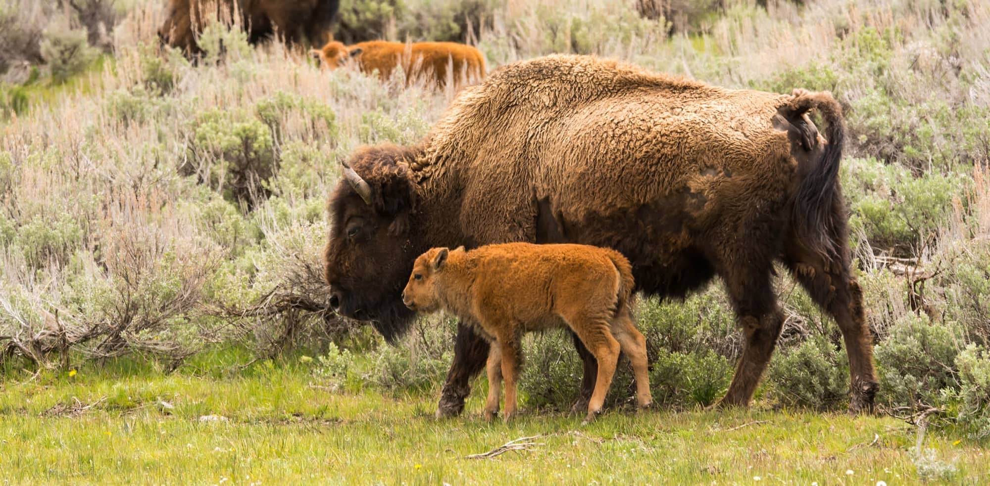 Oakland Zoo | American Bison