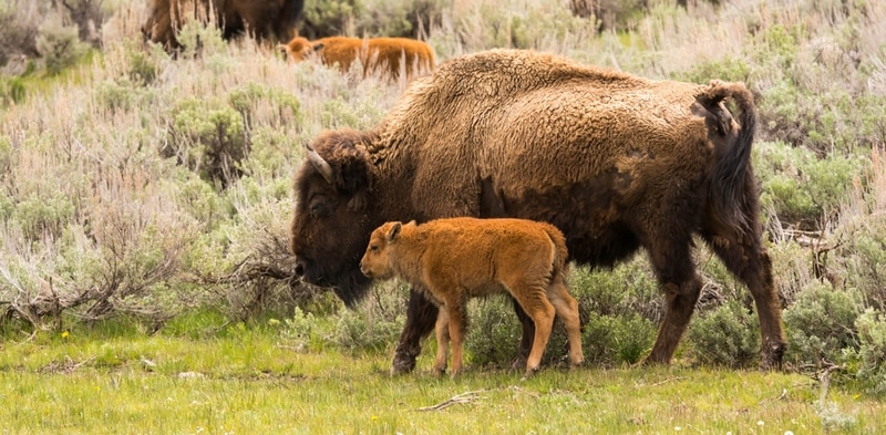 Oakland Zoo | American Bison