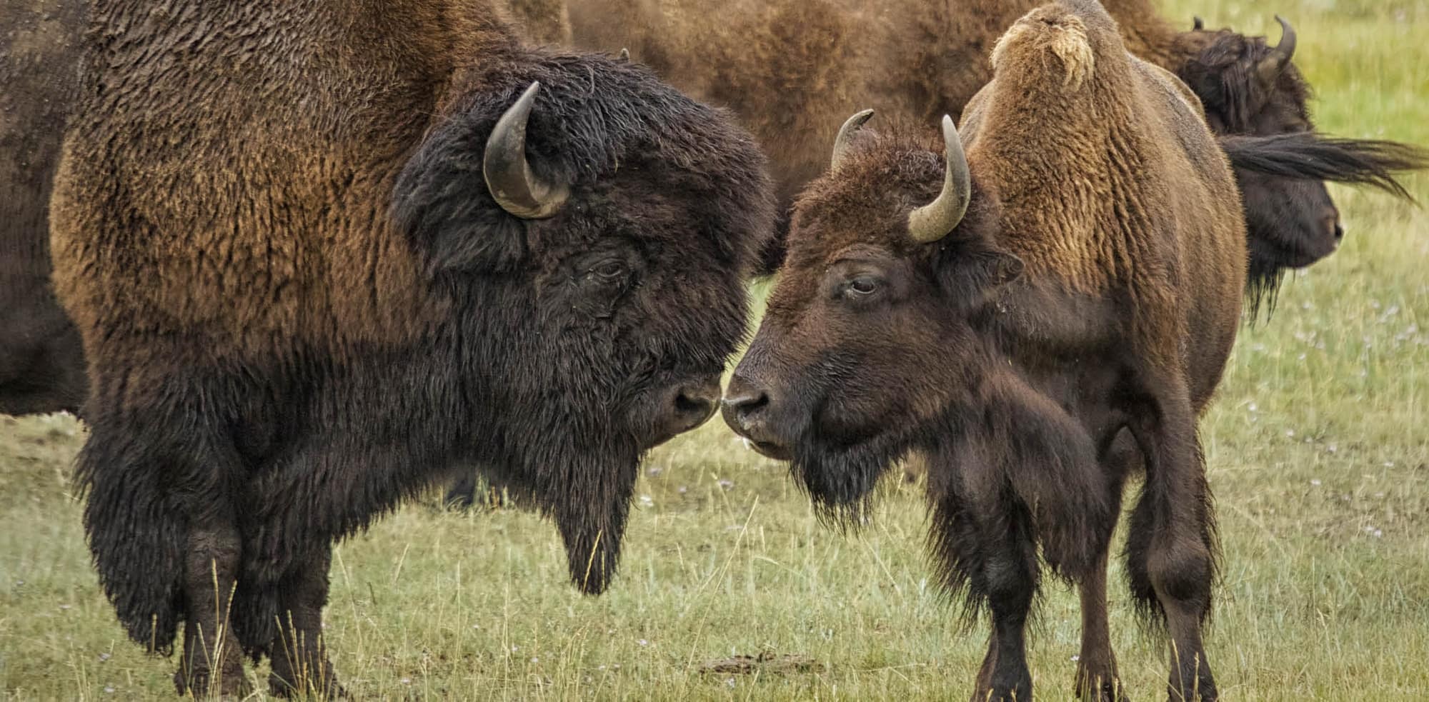 Oakland Zoo | American Bison