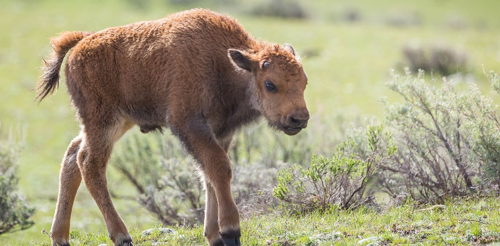 Oakland Zoo | American Bison