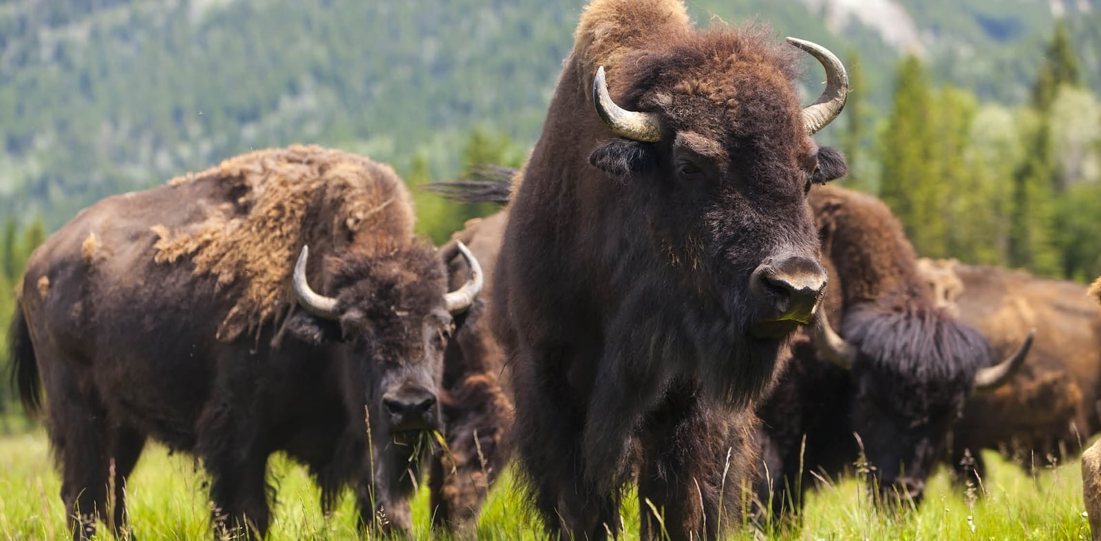 Oakland Zoo | American Bison
