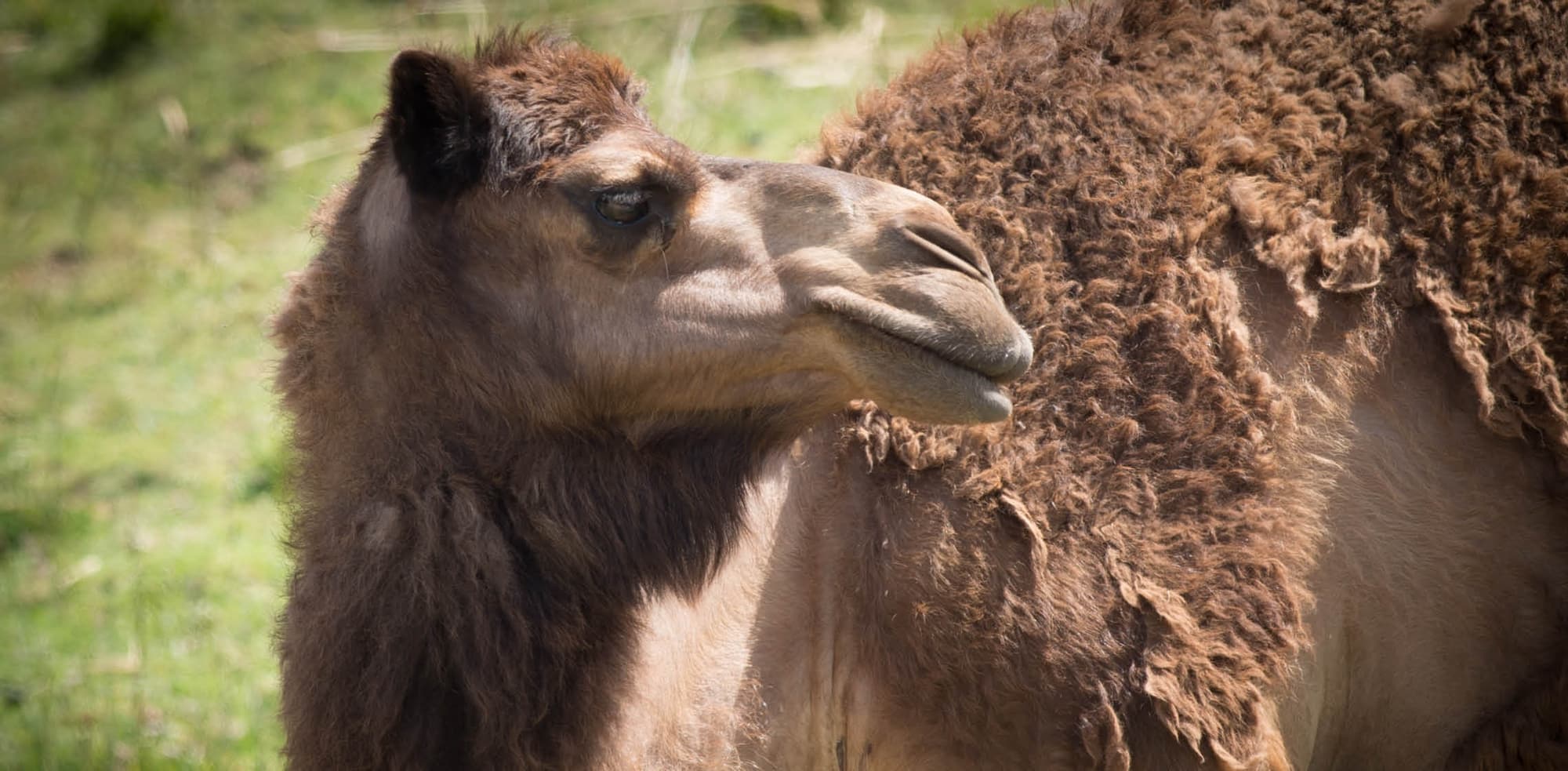 Oakland Zoo | Camel