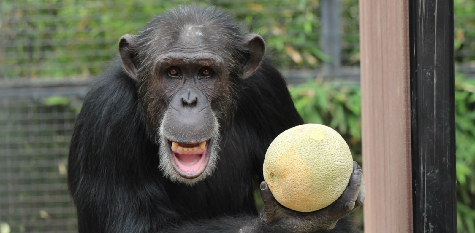 Oakland Zoo | Chimpanzee
