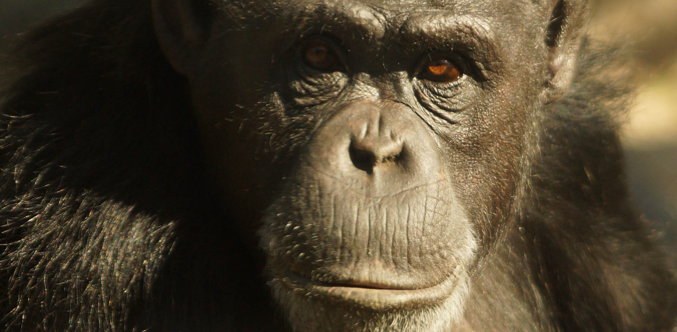 Oakland Zoo | Chimpanzee