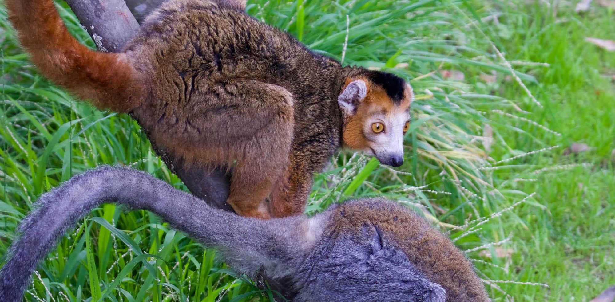 Oakland Zoo | Crowned Lemurs