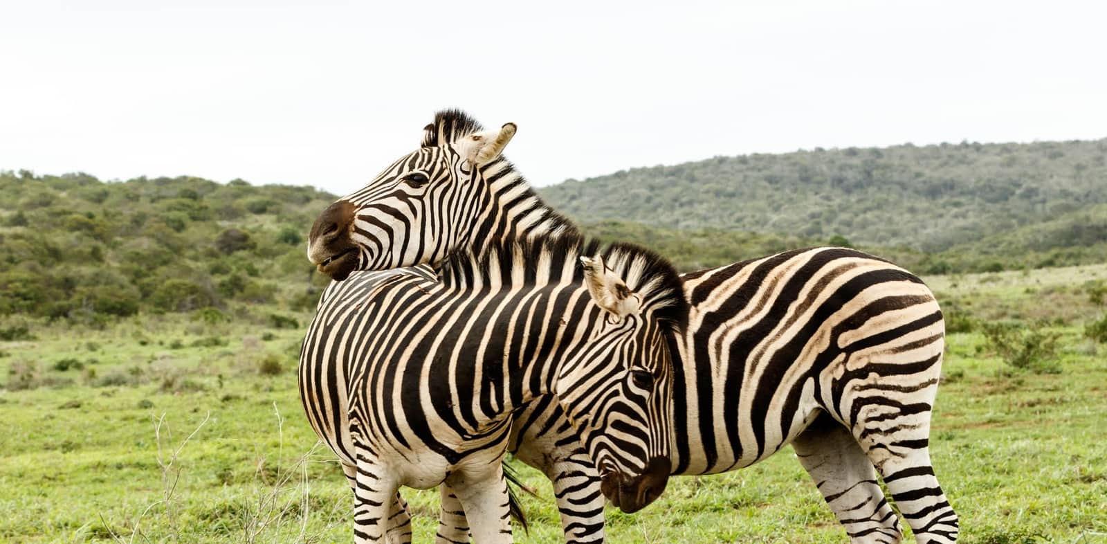 Oakland Zoo | Grant's Zebra