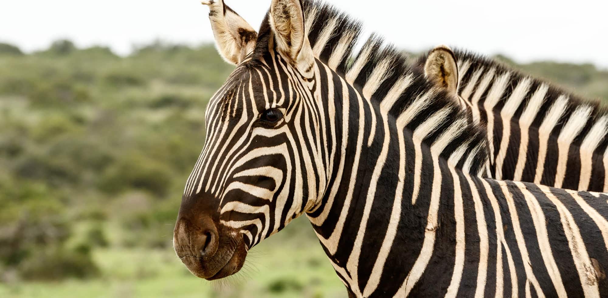 Oakland Zoo | Grant's Zebra