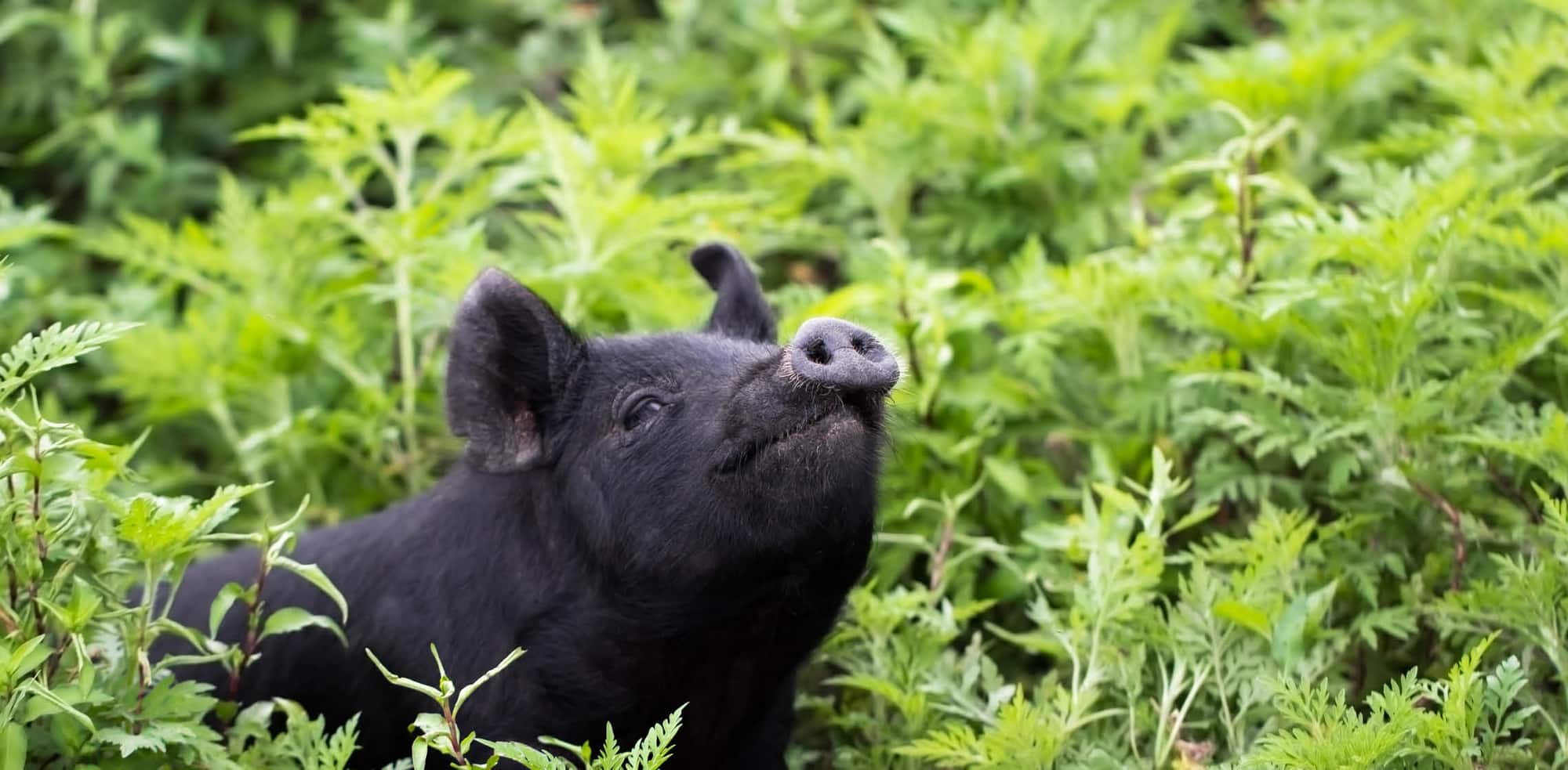 Oakland Zoo | Guinea Forest Hog