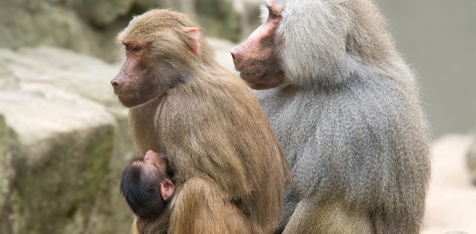 Oakland Zoo | Hamadryas Baboon
