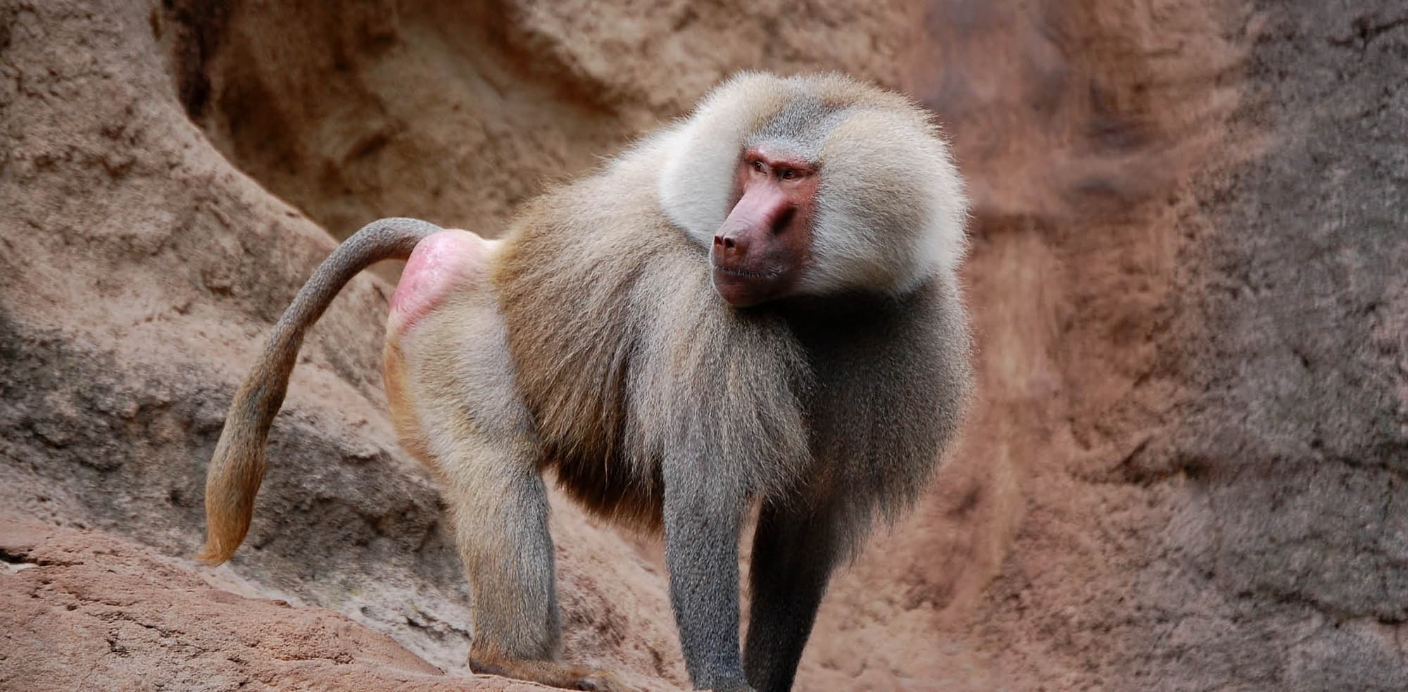 Oakland Zoo | Hamadryas Baboon