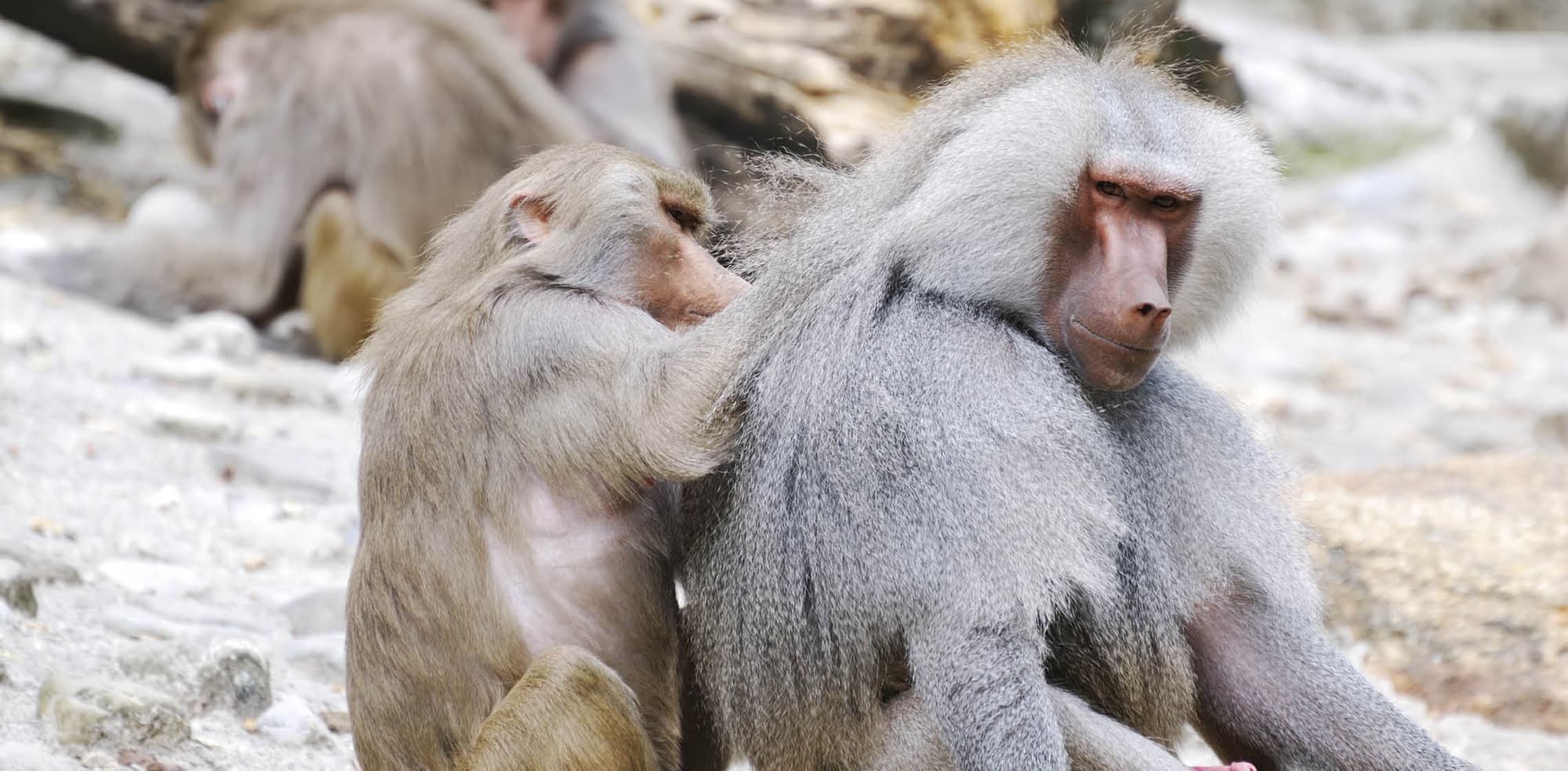 Oakland Zoo | Hamadryas Baboon