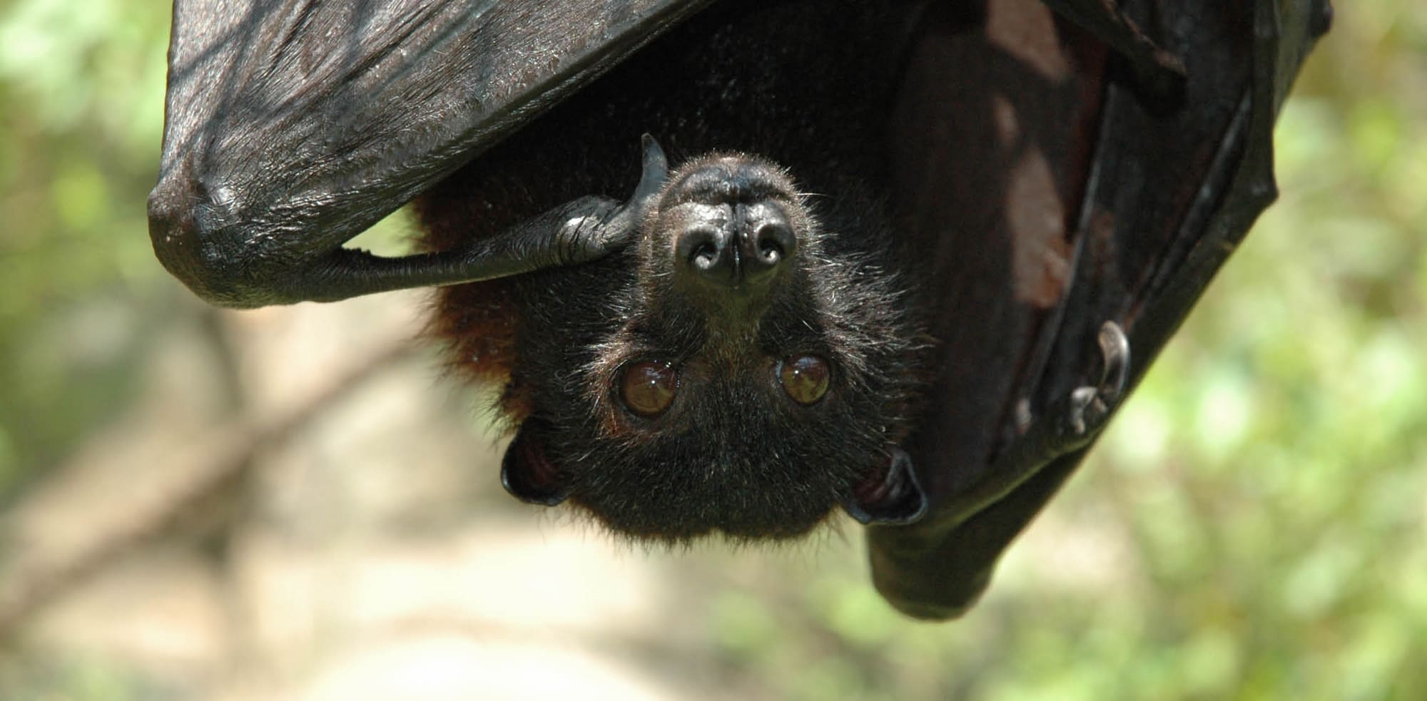 Oakland Zoo | Island Flying Fox