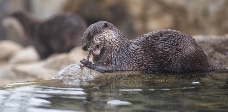 Oakland Zoo | North American River Otter
