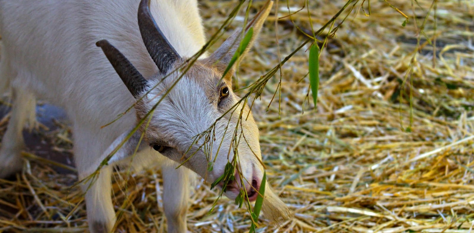 Oakland Zoo | Pygmy Goat