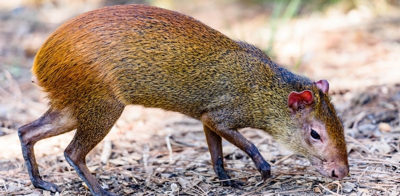 Oakland Zoo | Red-Rumped Agouti