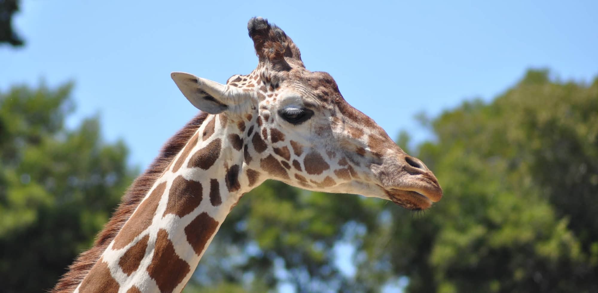 Oakland Zoo | Reticulated Giraffe