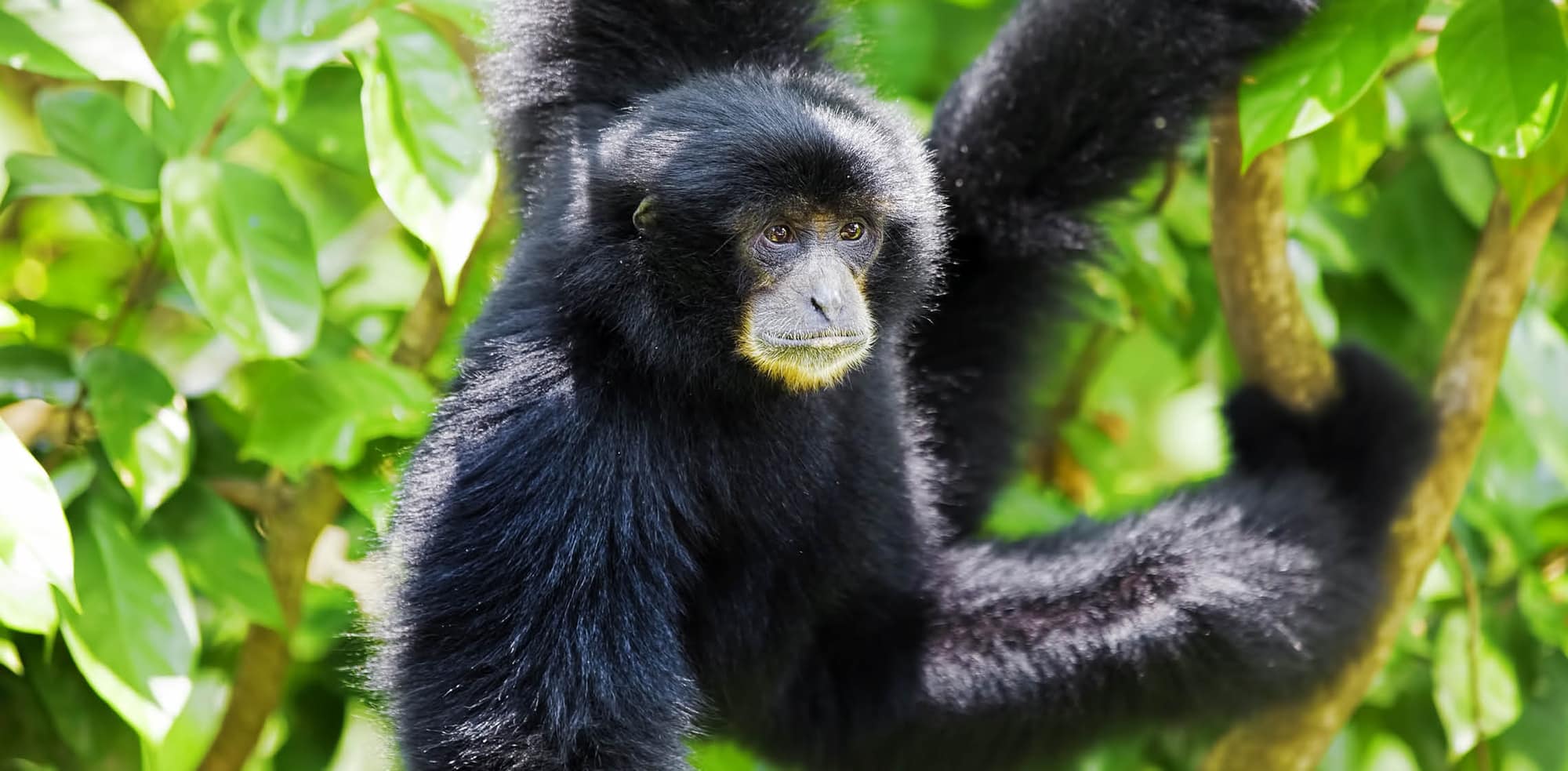 Oakland Zoo | Siamang
