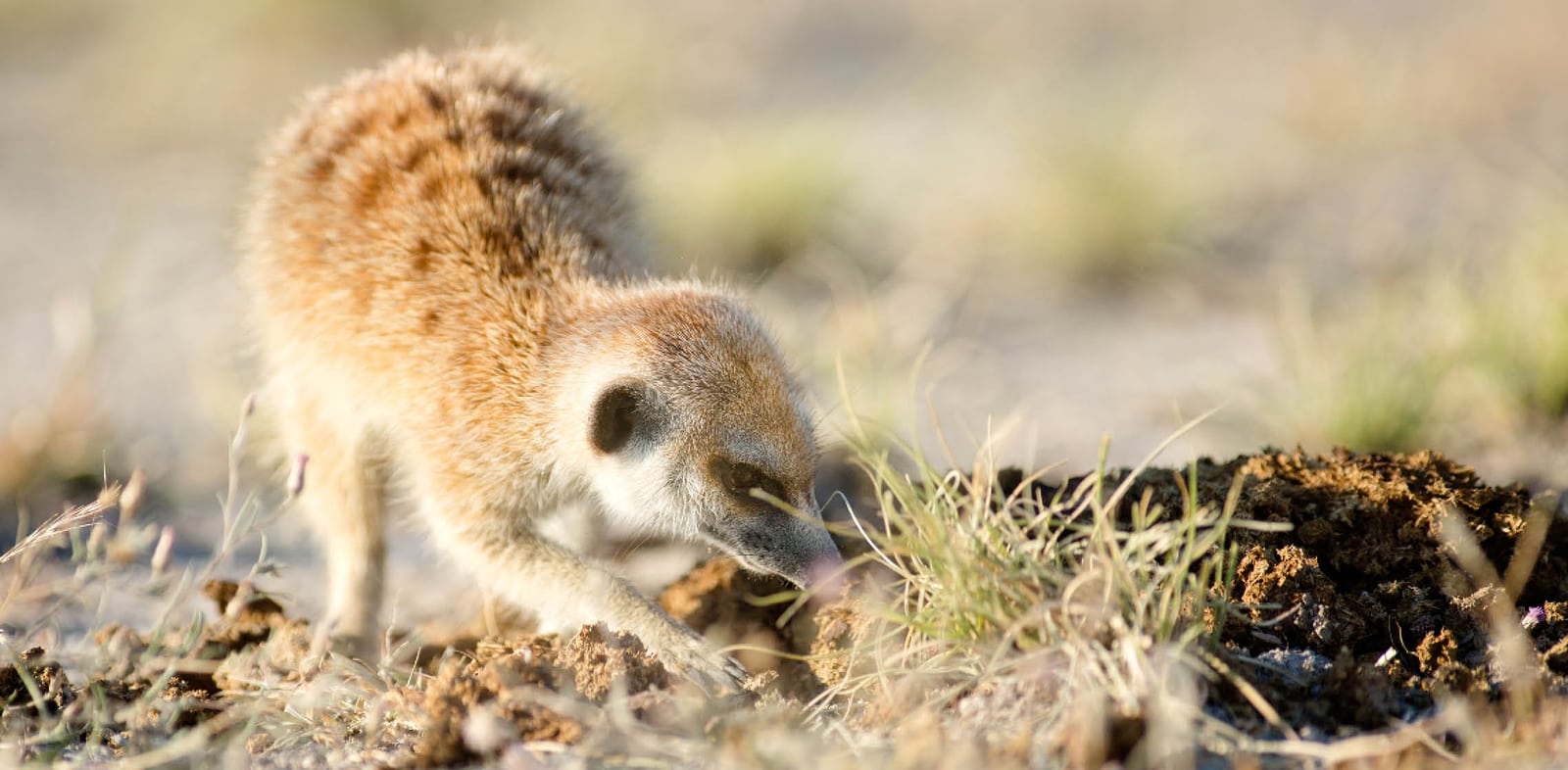 Oakland Zoo | Slender Tailed Meerkat