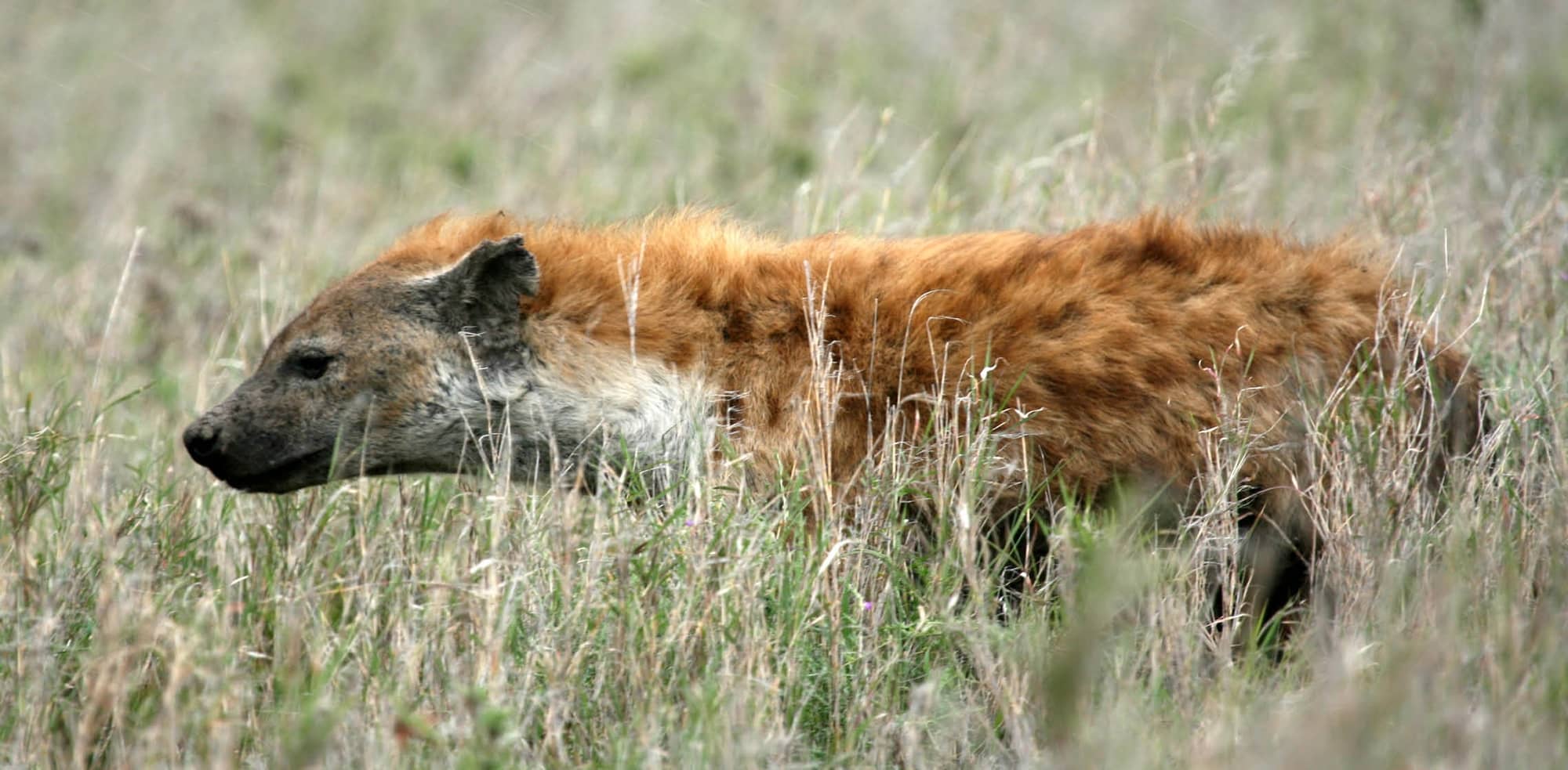 Oakland Zoo | Spotted Hyena