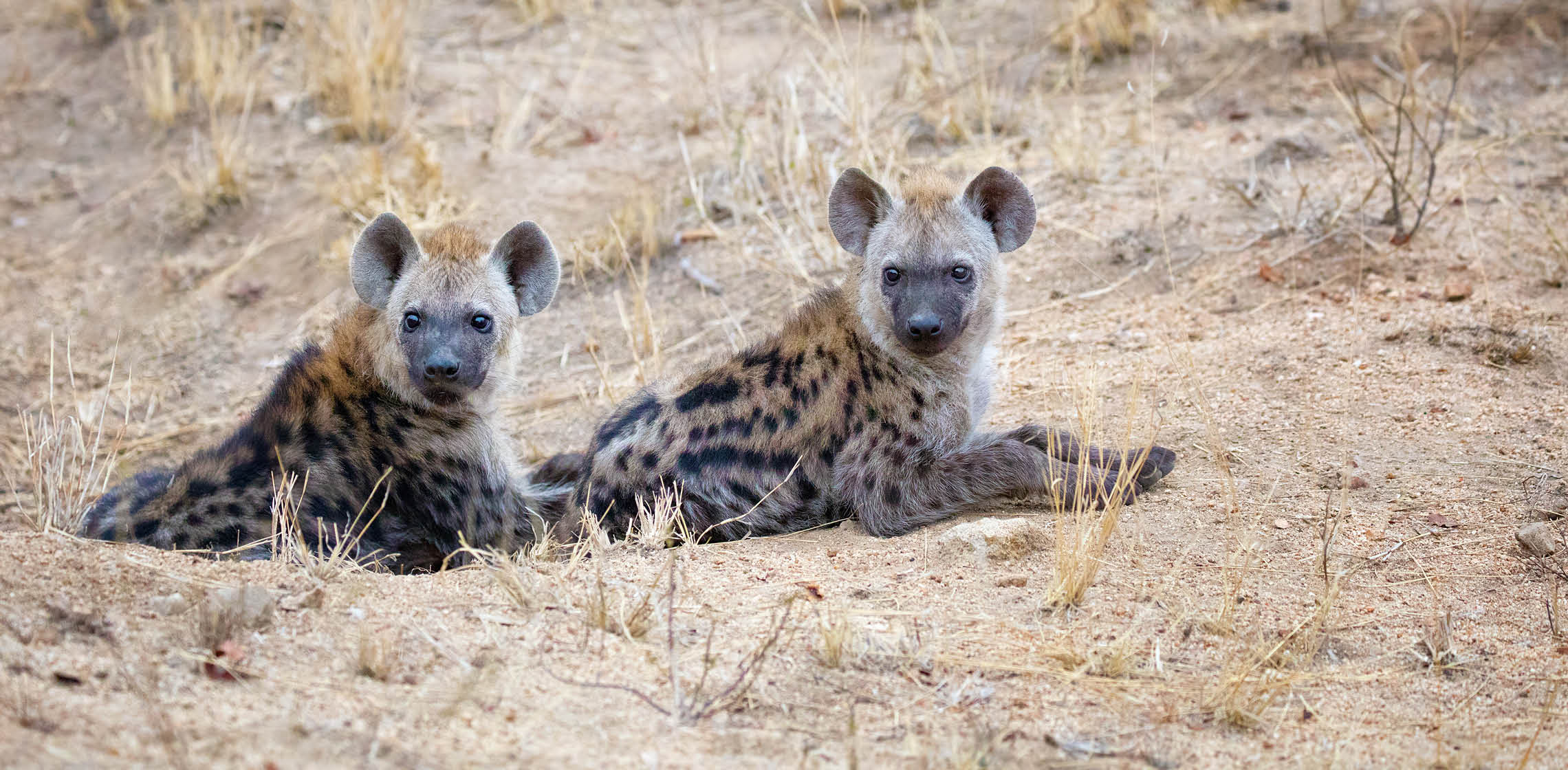 Oakland Zoo | Spotted Hyena