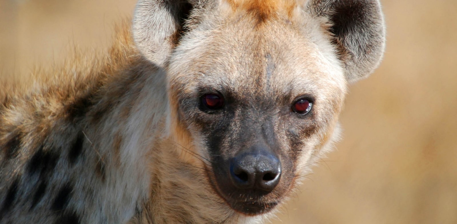 Oakland Zoo | Spotted Hyena