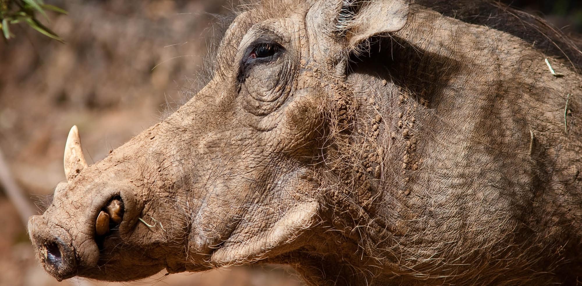 Oakland Zoo | Warthog