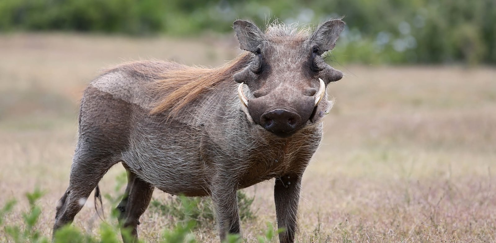 Oakland Zoo | Warthog