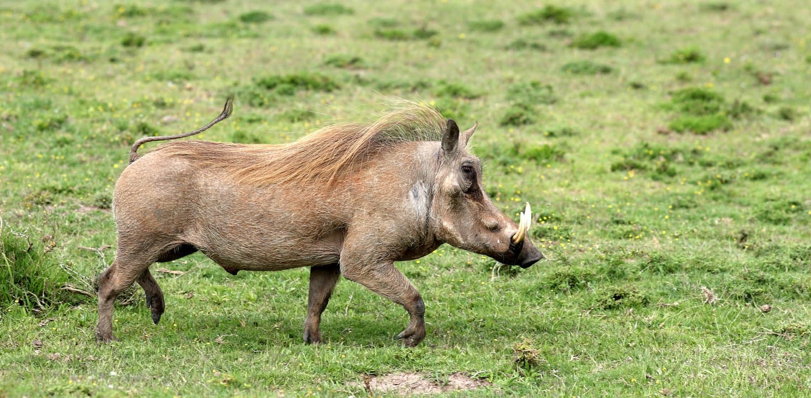 Oakland Zoo | Warthog