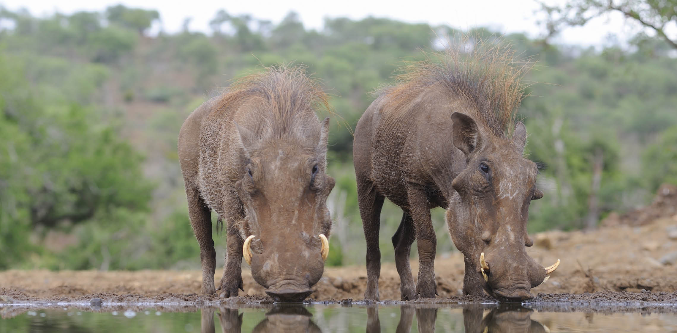 Oakland Zoo | Warthog