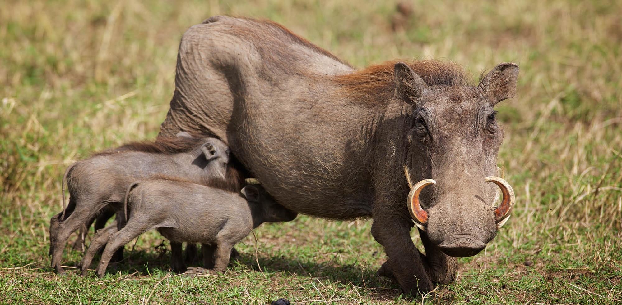 Oakland Zoo | Warthog