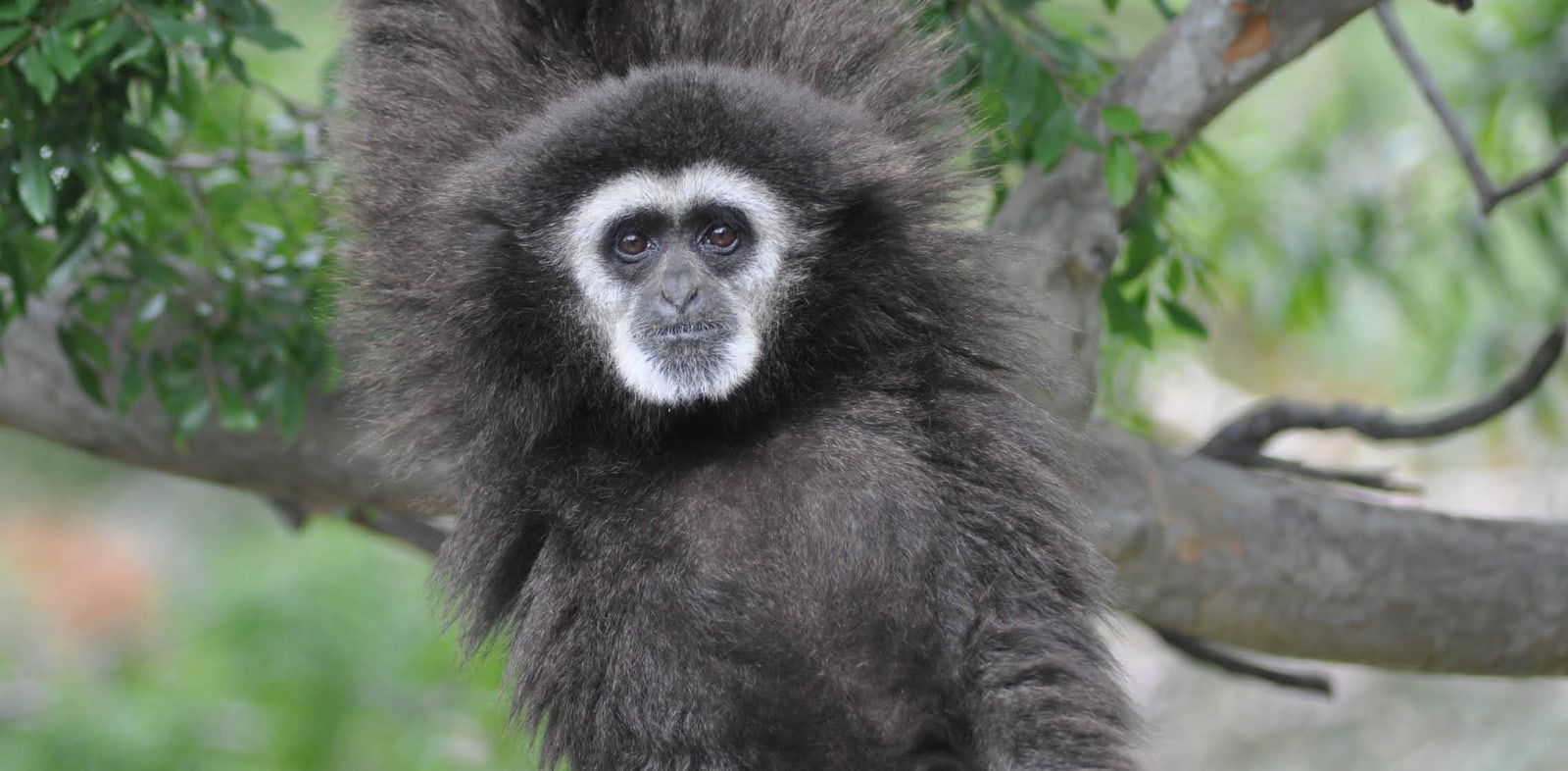 Oakland Zoo | White-Handed (Lar) Gibbon