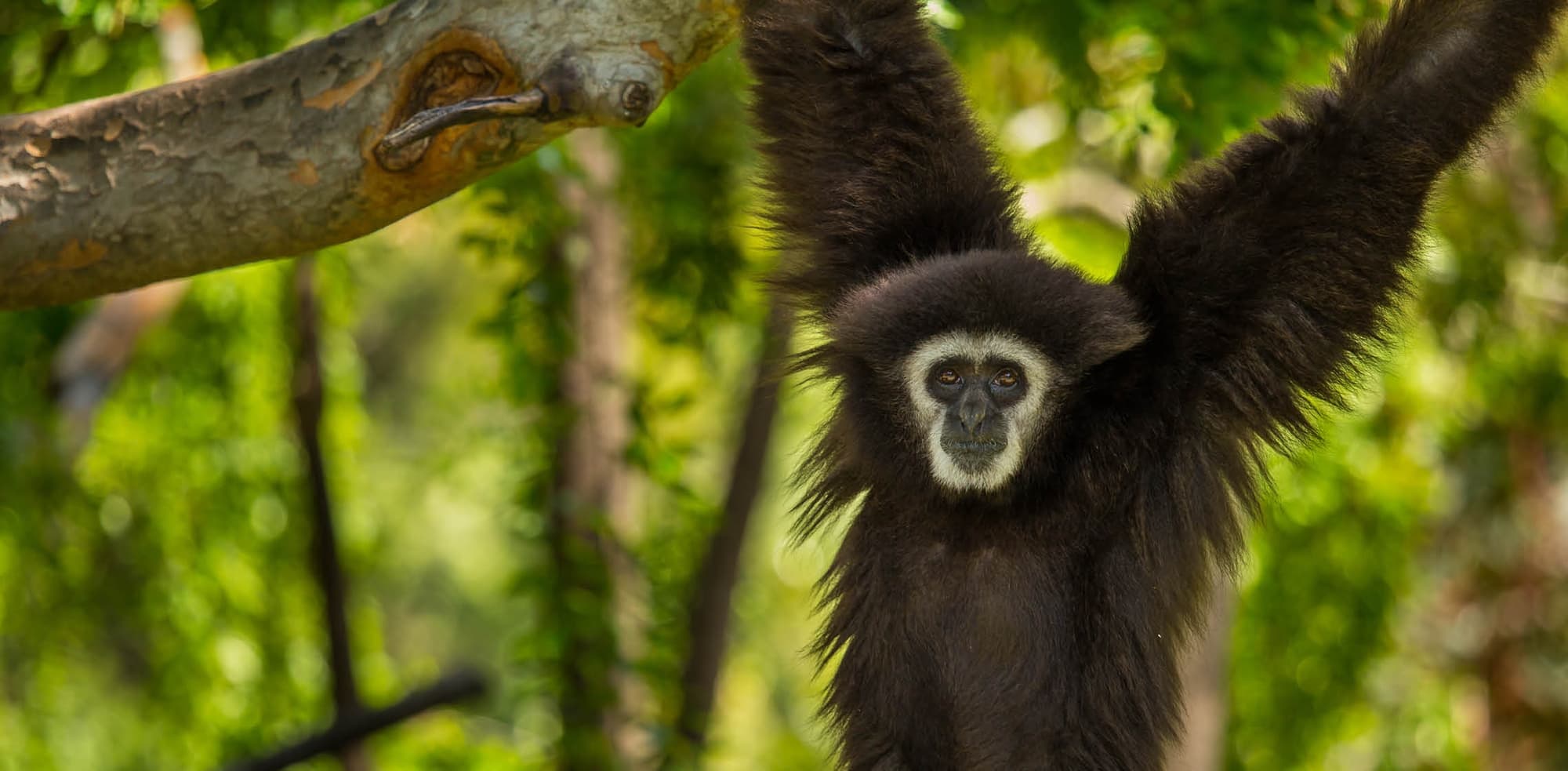 Oakland Zoo | White-Handed (Lar) Gibbon