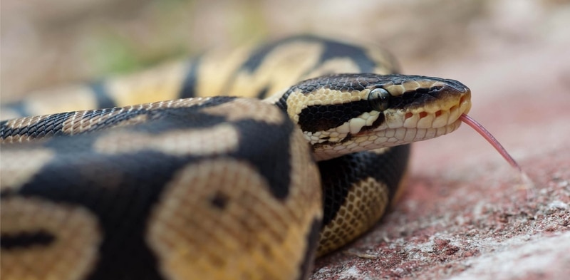 Oakland Zoo | Ball (Royal) Python