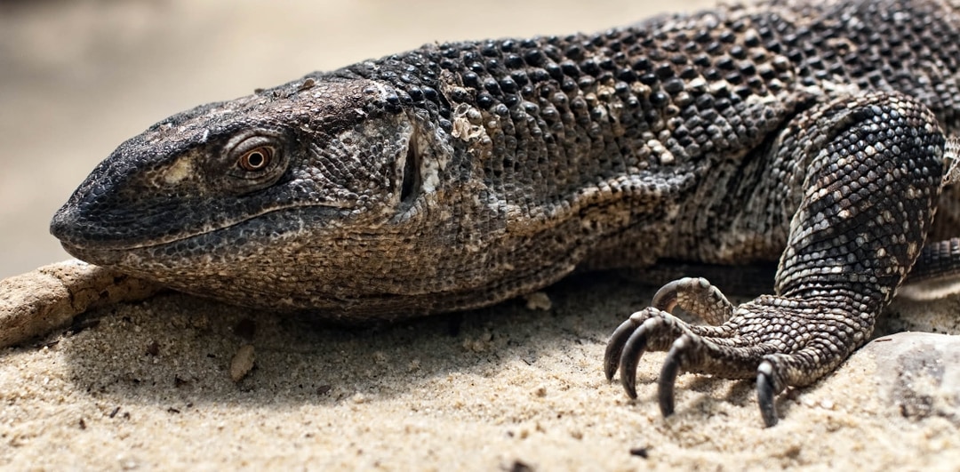 Oakland Zoo | Black Throated Monitor