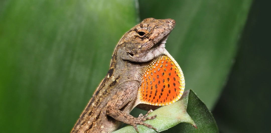 Oakland Zoo | Brown Anole (Cuban Anole)