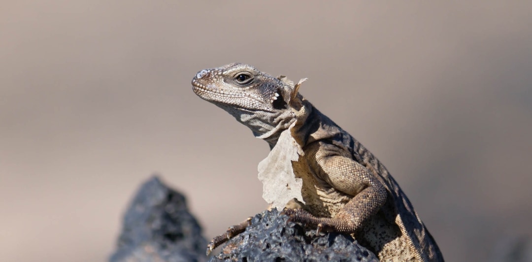 Oakland Zoo | Chuckwalla