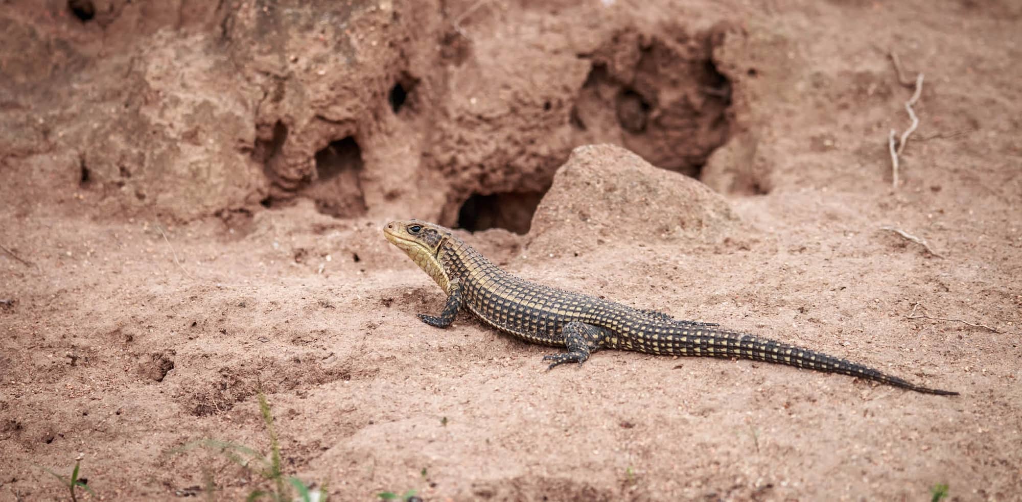Oakland Zoo | Giant Plated Lizard