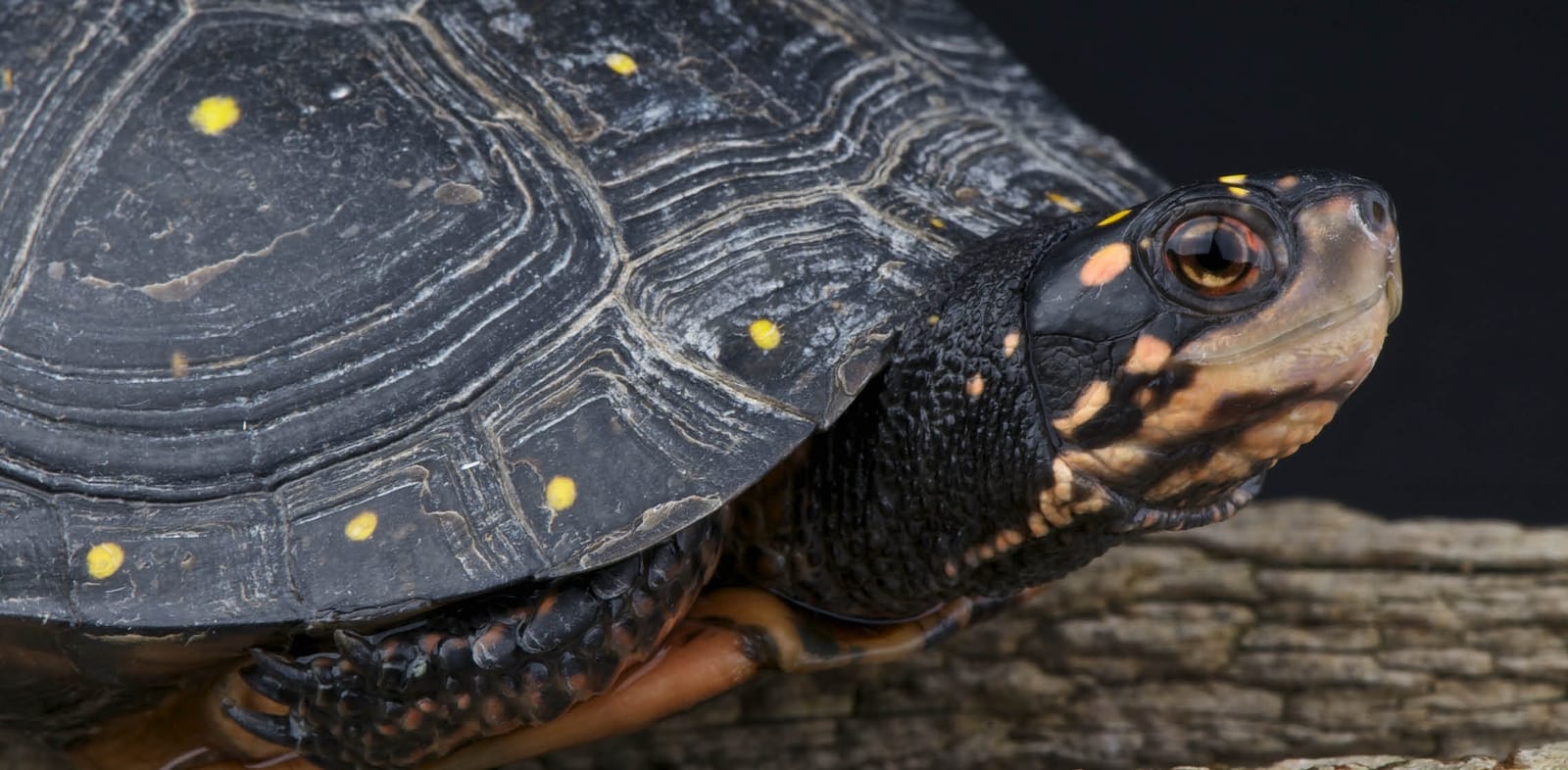 Oakland Zoo | Spotted Turtle