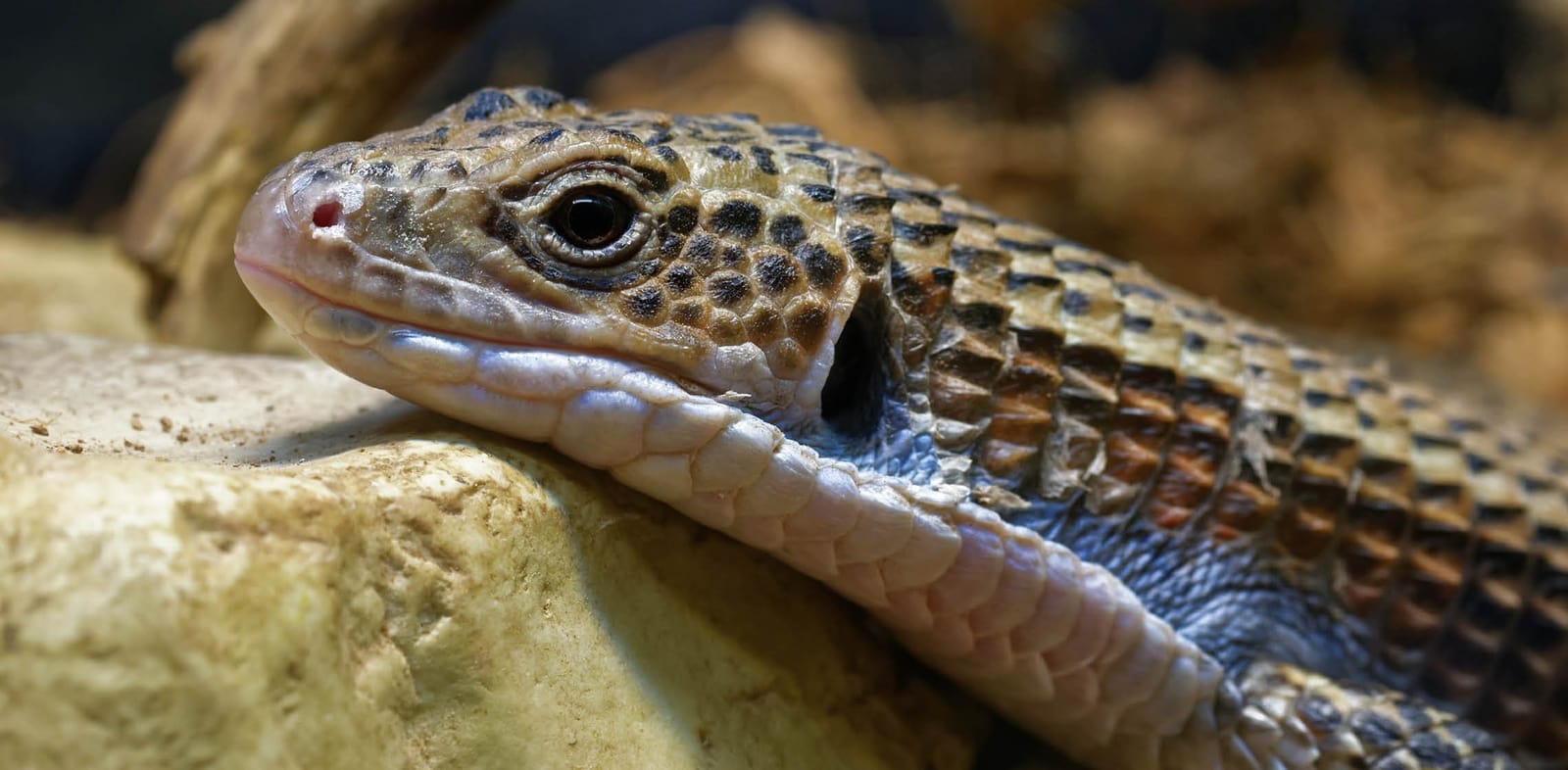 Oakland Zoo | Sudan Plated Lizard