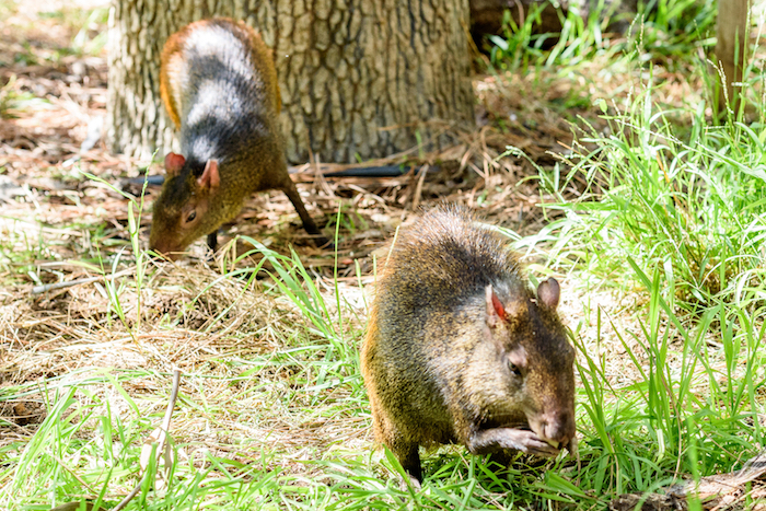 Oakland Zoo Acquires Three “R.O.U.S.” Rodents of Unusual Size | Oakland Zoo