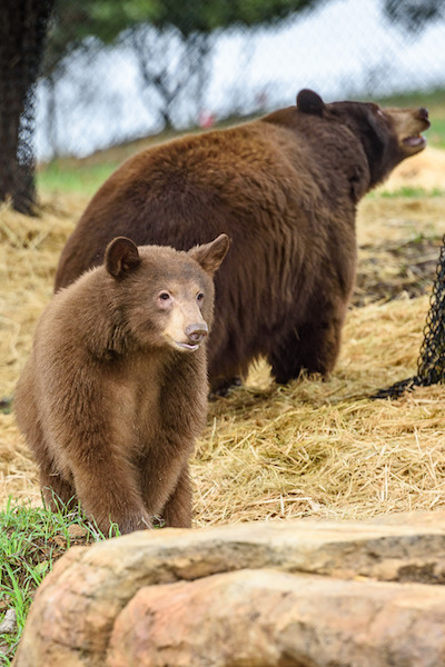 New Habitat Completed for Rescued Black Bears at Oakland Zoo’s Upcoming ...
