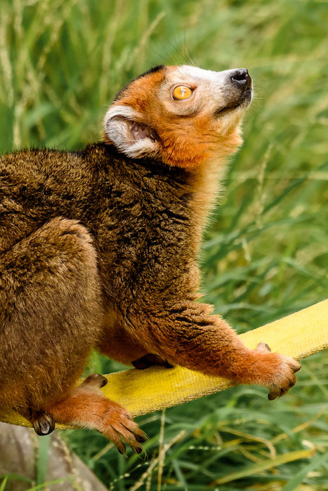 New Lemurs Make their Home at Oakland Zoo | Oakland Zoo