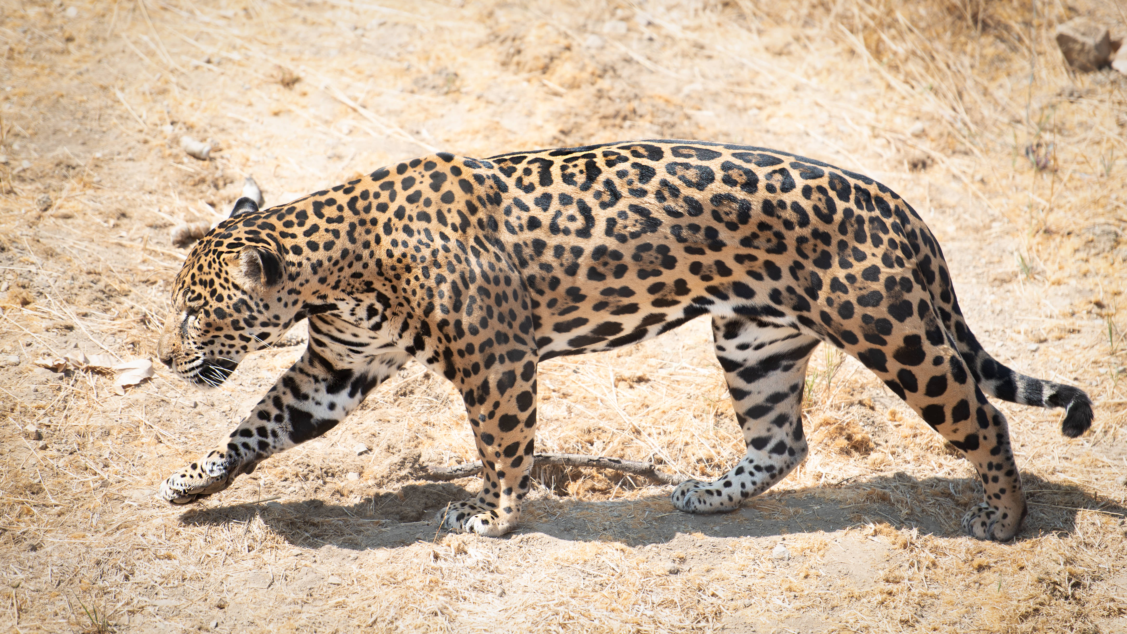 10 Fun Animal Facts for Latin Heritage Month