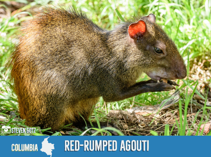 10 Fun Animal Facts for Latin Heritage Month