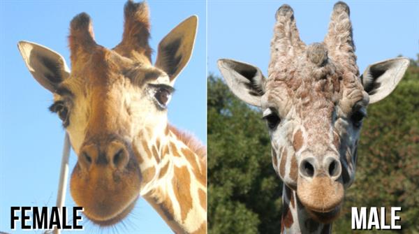 7 Things You've Always Wondered About Giraffes